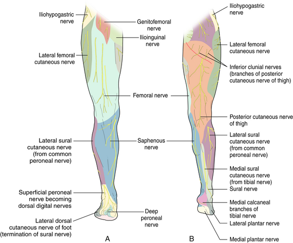 Ilioinguinal Iliohypogastric And Genitofemoral Nerves And Lateral 