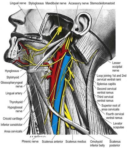 Cervical Plexus Neupsy Key