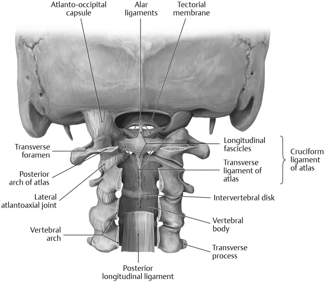 Atlanto Occipital Joint
