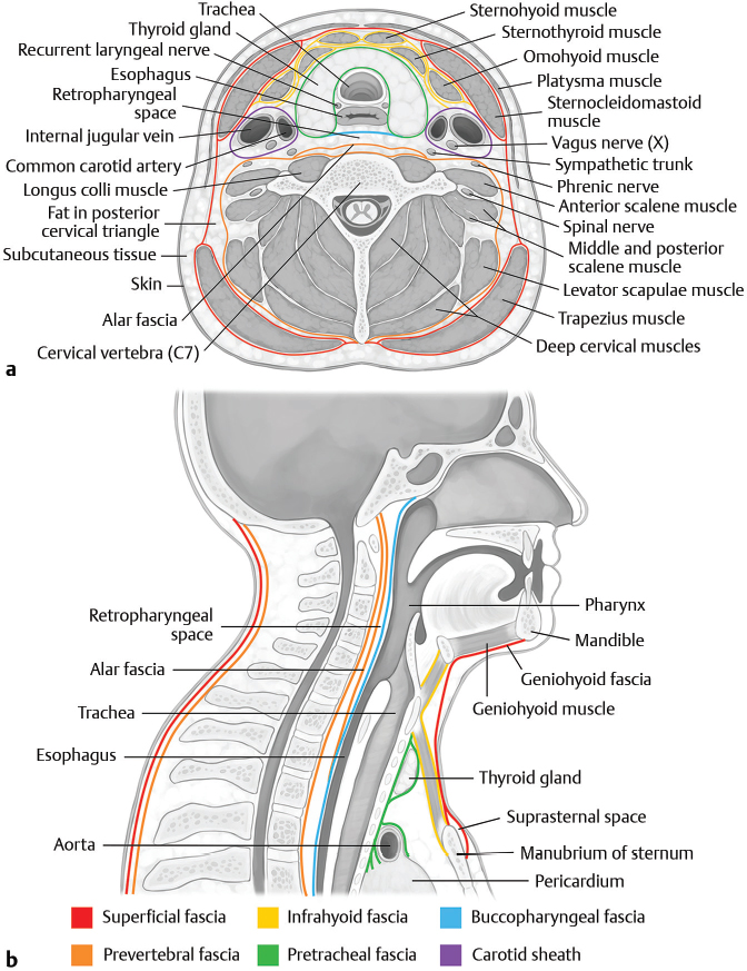 Cervical Region Anatomy