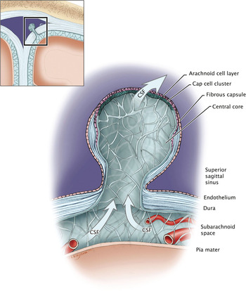 1 – Anatomy and physiology of the cerebrospinal fluid system | Neupsy Key